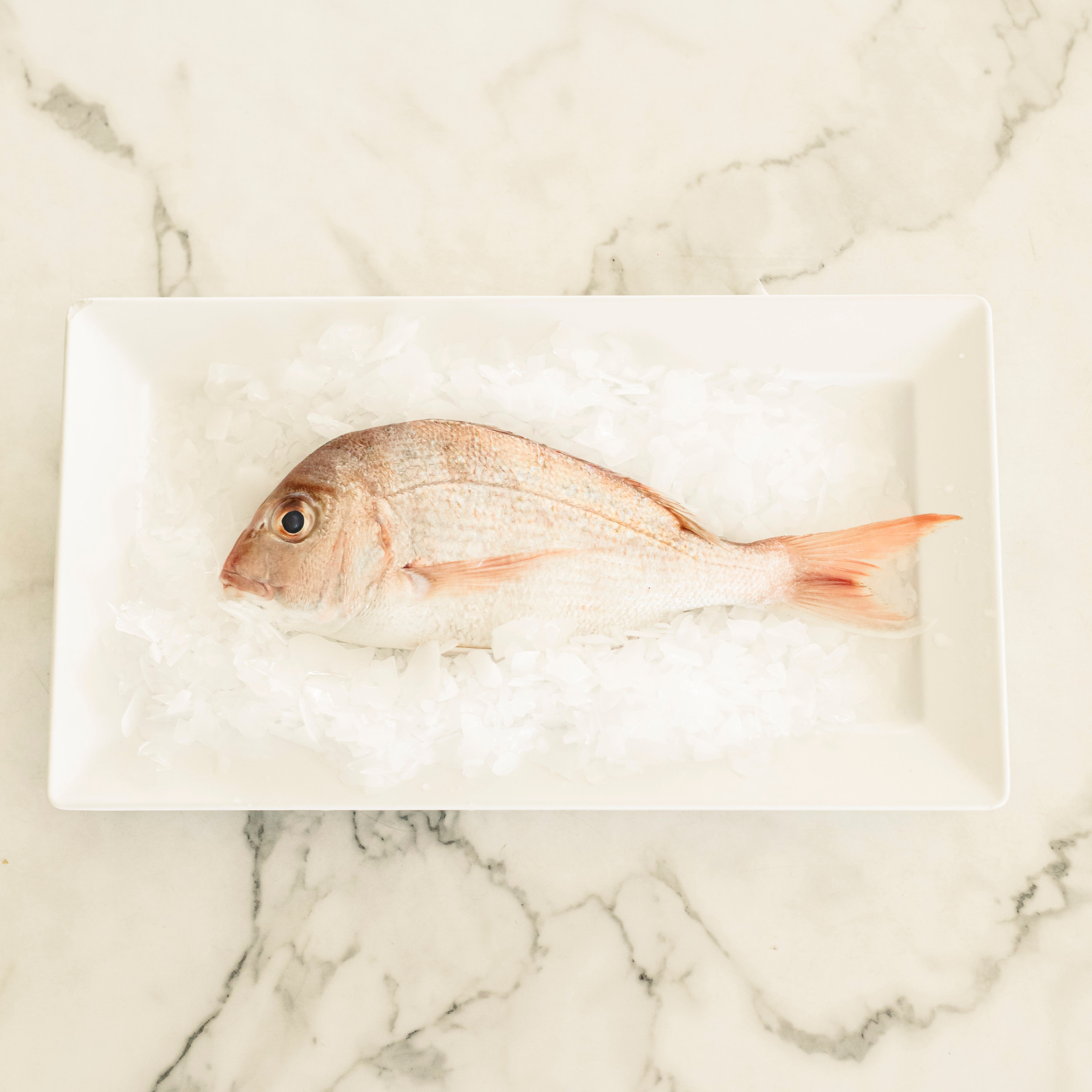 Whole Knobby Snapper | Reef Gasworks