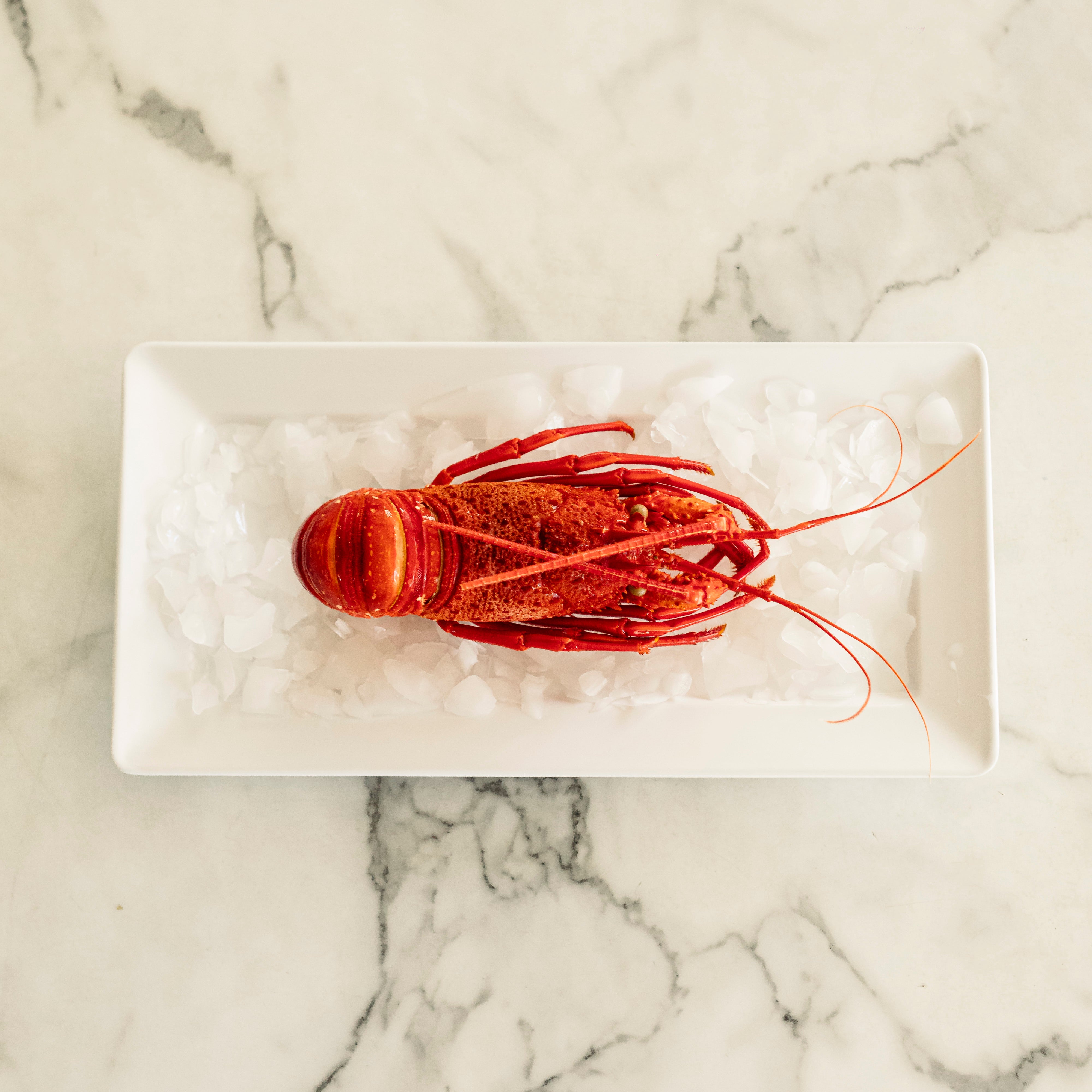 Cooked WA LOBSTER (Online Special) | Reef Gasworks