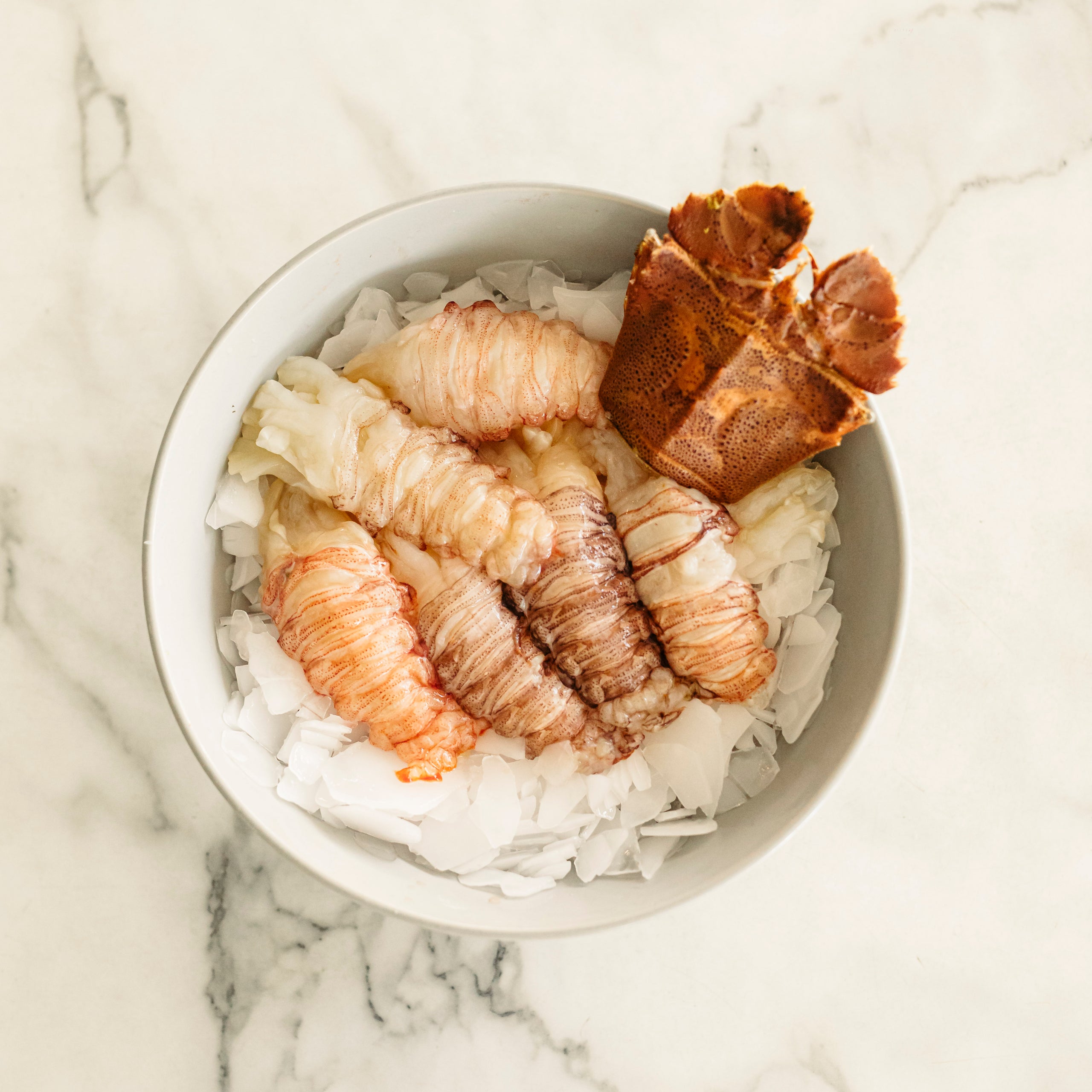 Bug Meat Green | Reef Gasworks